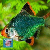 BARBO VERDE - Sumatrano