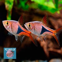 Rasbora Arlequin